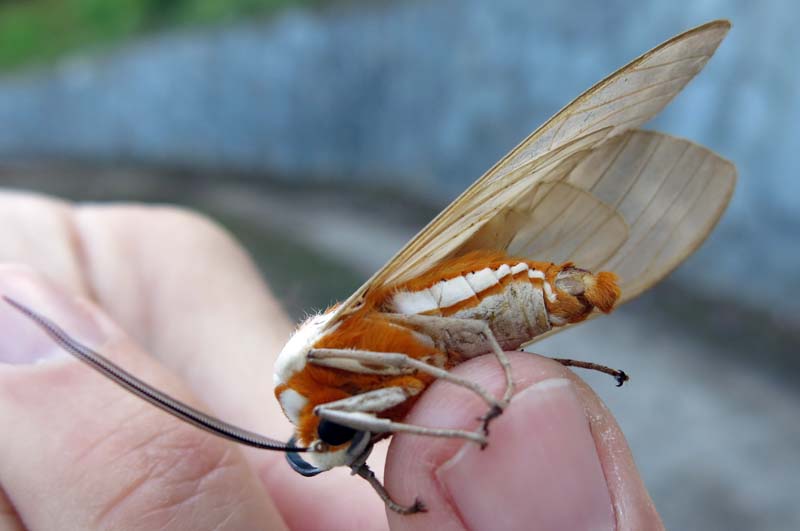 Birdernaturalist: Size Isn't Everything – More Costa Rican Moths