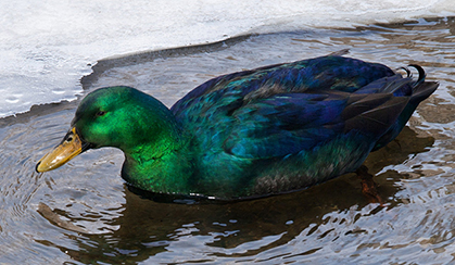 Hamparan Seni: Itik Mandarin