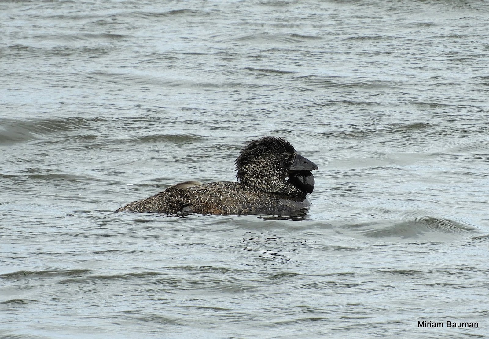 Musk Duck (Érismature à barbillons) - Travels With Birds
