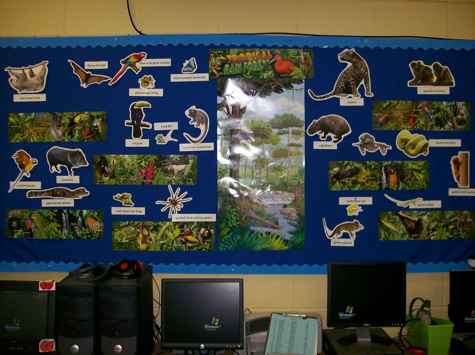 Booky4First: The Rainforest/Non-Fiction study