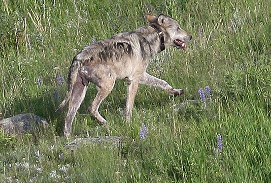 Rescued Remnant: The day we almost got mauled by a wolf