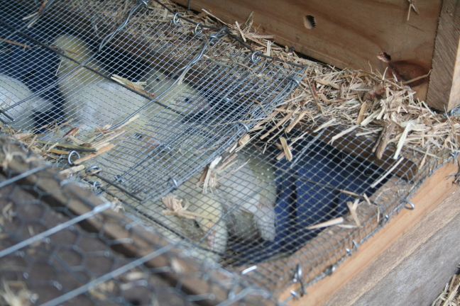 the natural chicken: cold brooding again!