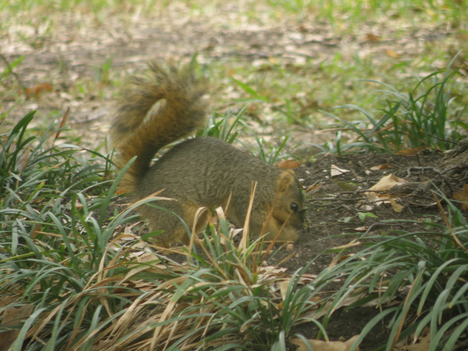 Mariano en Houston: MAS ARDILLAS!!!!!!!!!!!!!!!