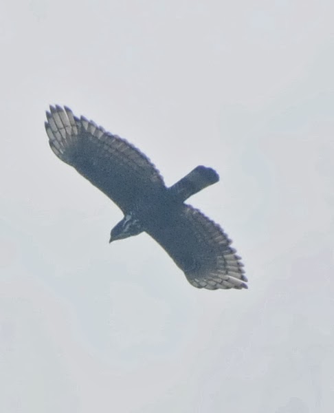 A Wandering Naturalist: Sarawak: A Borneo Highlands Nature Festival