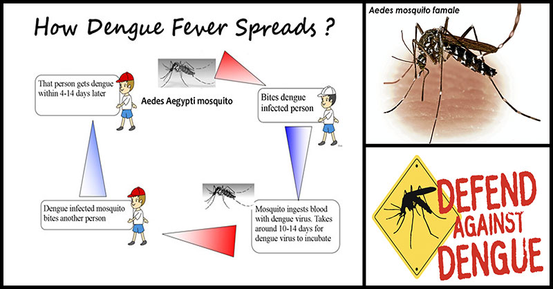 Ways To Protect Yourself And Your Home From The Aedes Mosquito And ...