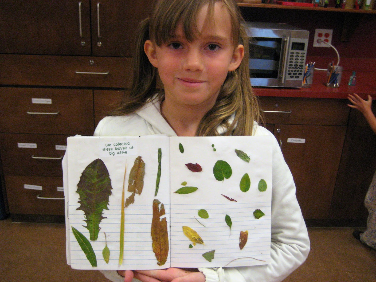 Ms. Liebel's Classroom: Plant Unit: Leaf Pressing