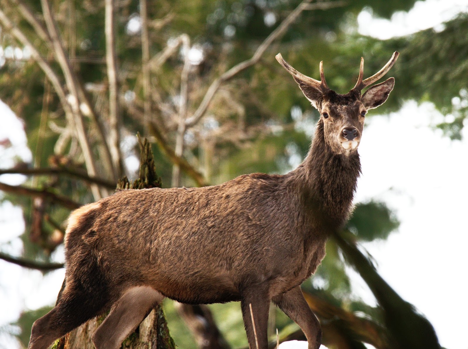 Photoblog: Bayerischer Wald National Park - Cervi