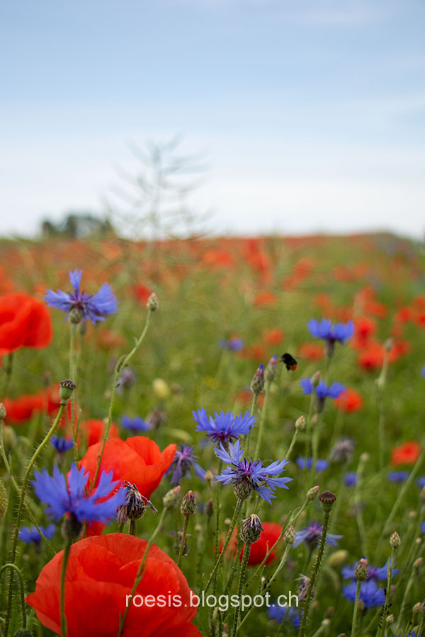 Wehender Mohn am Montag & ein Tipp zur Handyfotografie