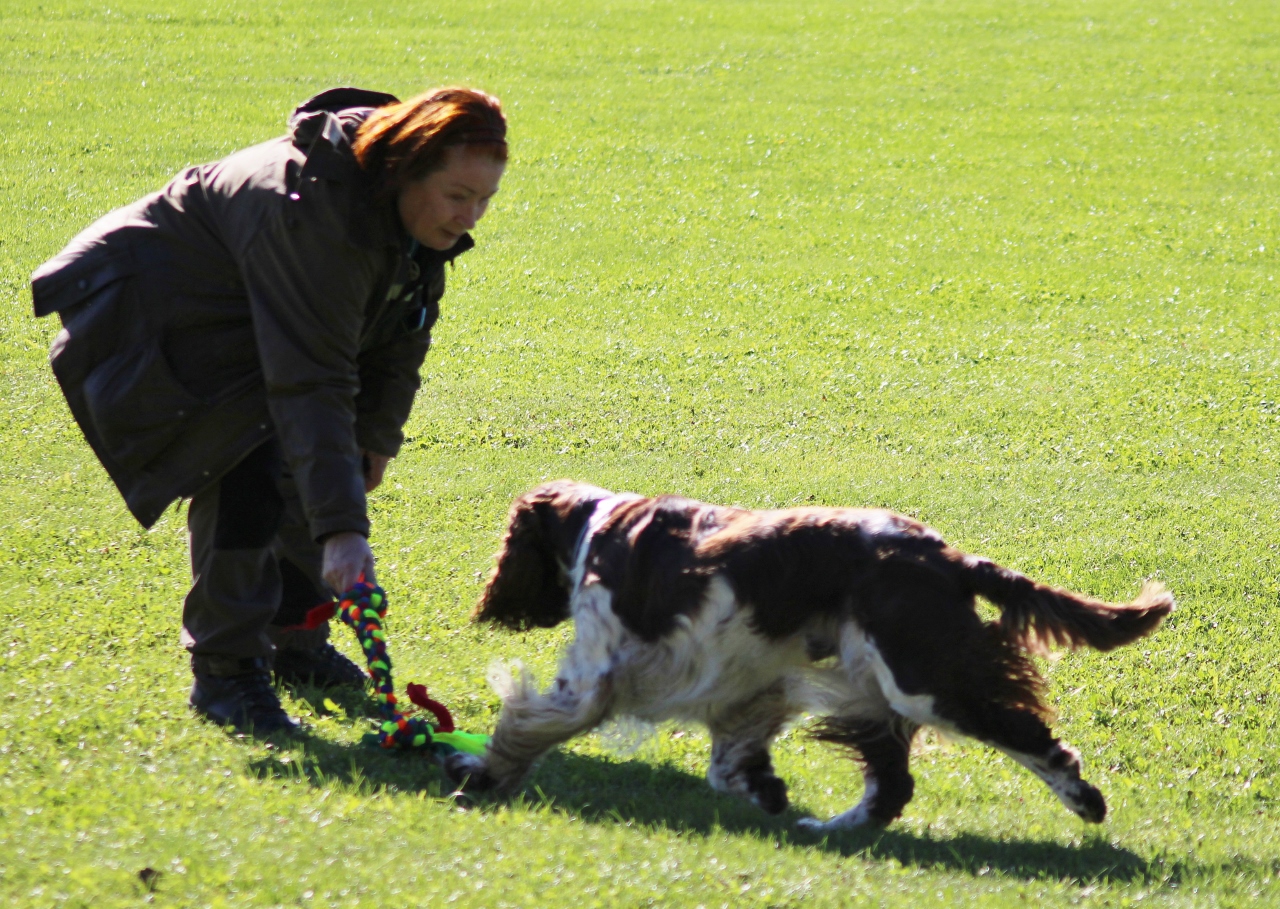 Mountjoy-Kennel Monika Jansson: Terrys MH.