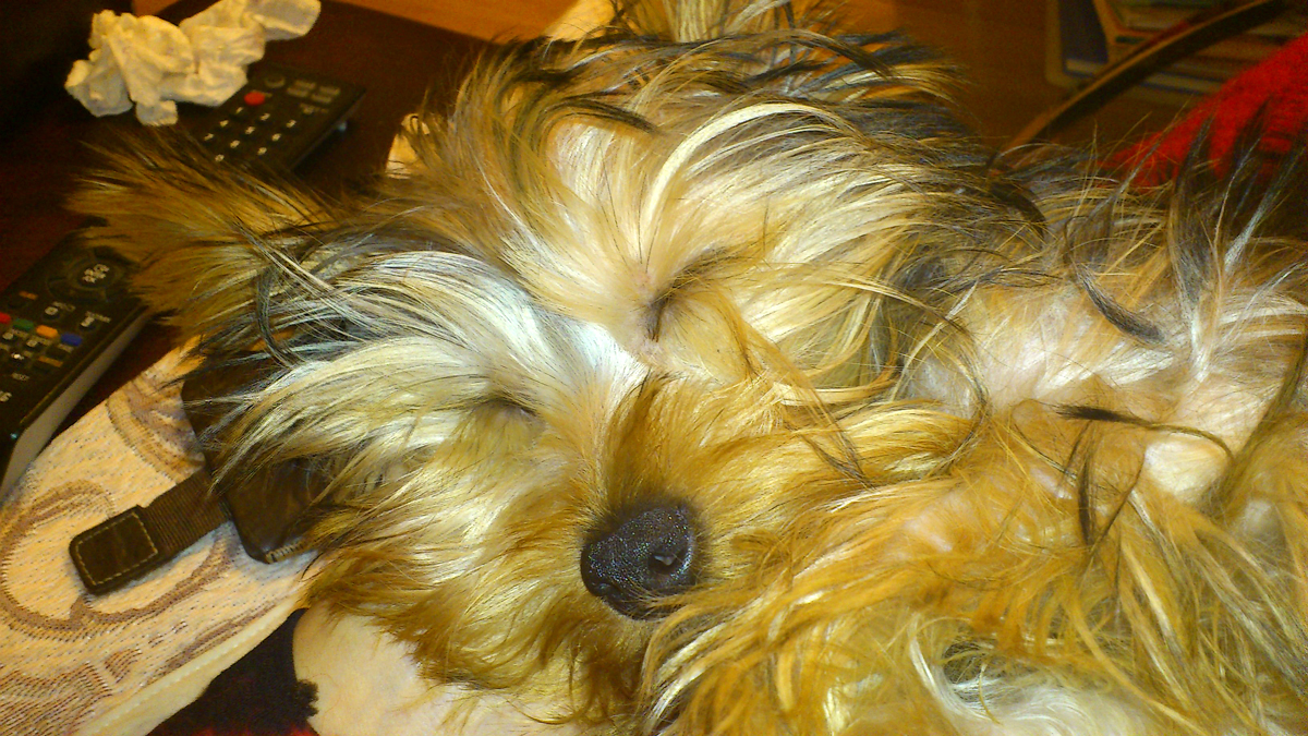 La mulți ani Azorel! (2 ani) - Blogul Larisei