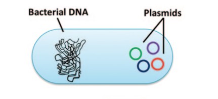 BioEduc | Learning biology