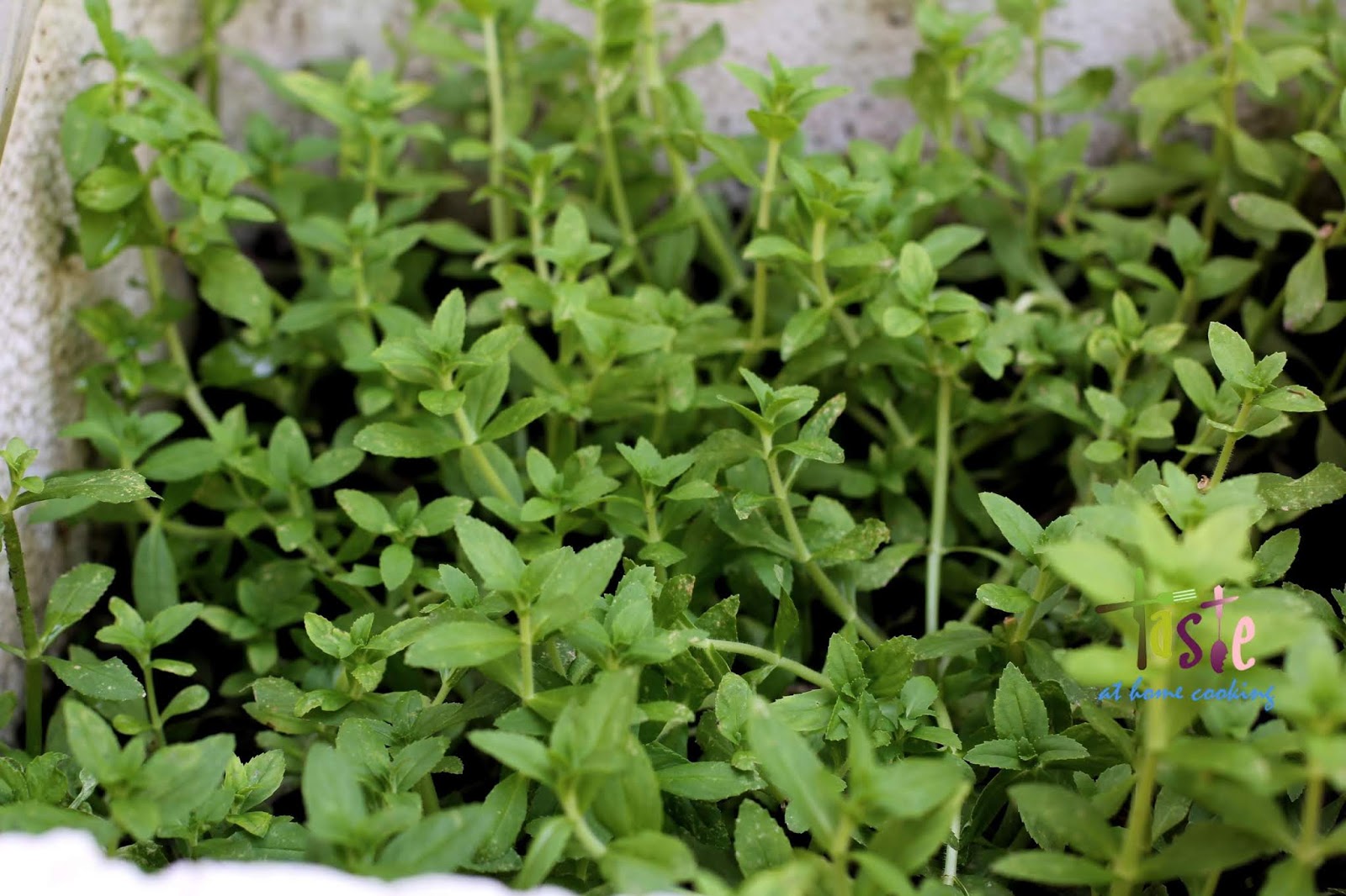 CÁCH TRỒNG NGÒ OM/ RAU NGỔ | TASTE AT HOME COOKING