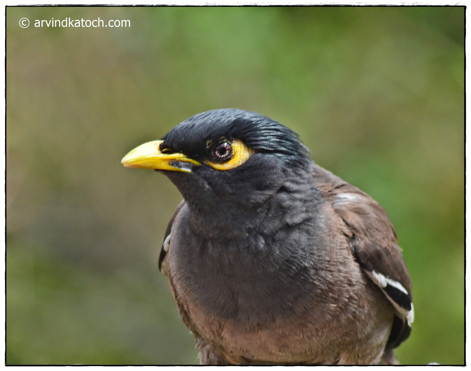 The Common (Indian) Myna Pictures and Detail (Acridotheres tristis)