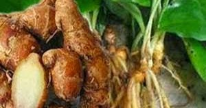 Kita Bagi: FAKTA UNIK DAN MANFAAT KENCUR