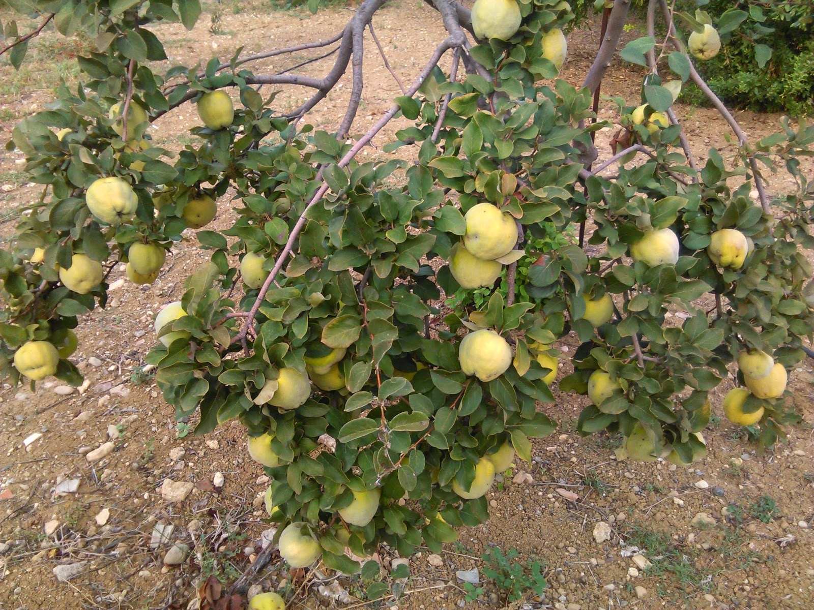 majaillaflor: membrillero