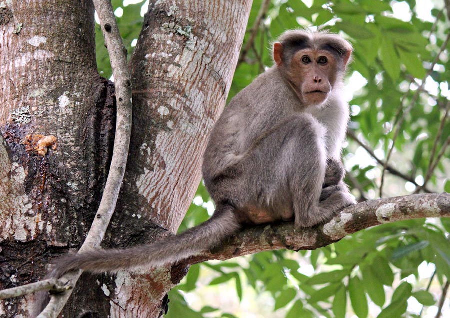 Stock Pictures: Monkey faces