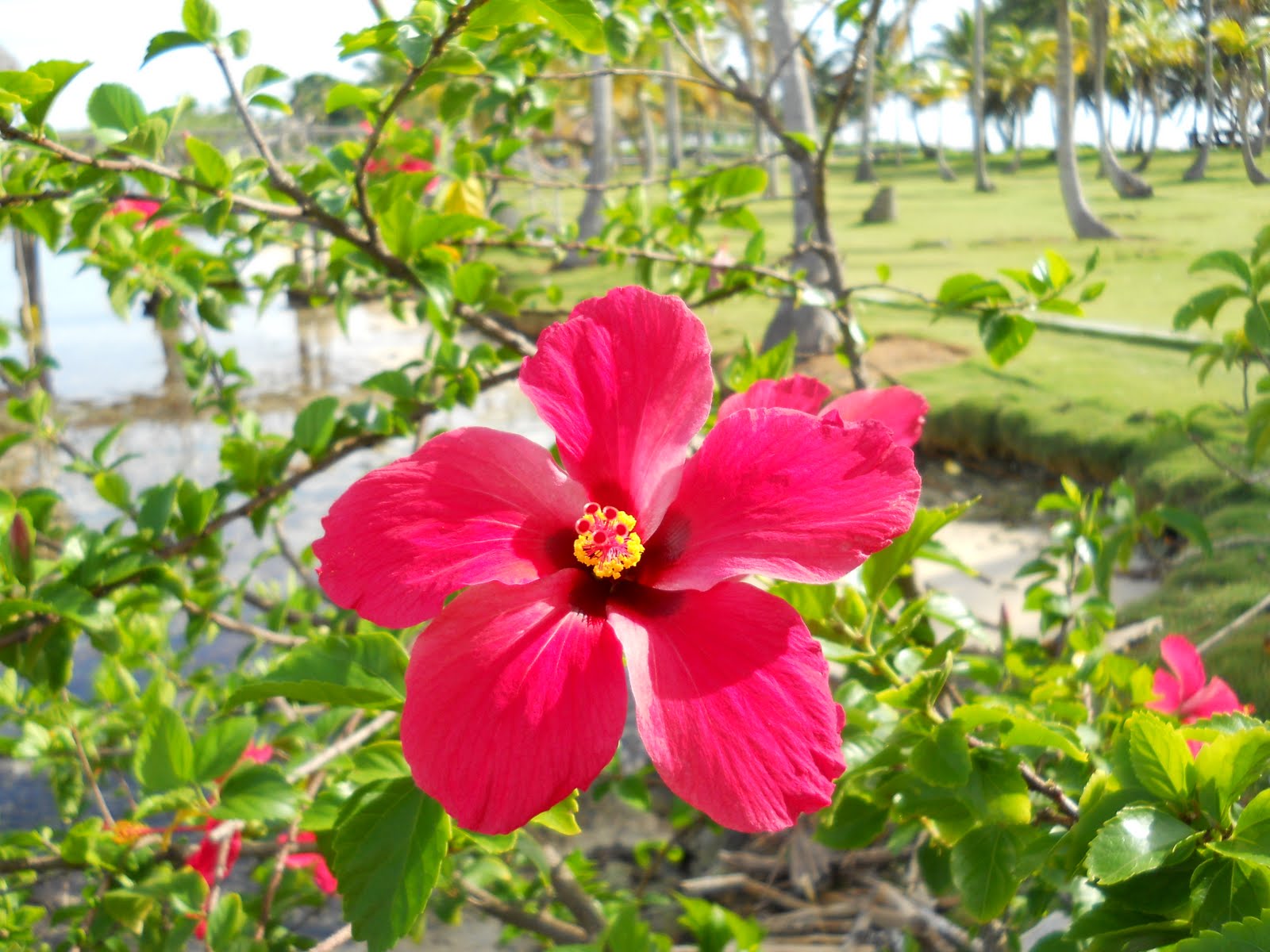 FLORA Y FAUNA EN PANAMÁ: FLORA EN PANAMÁ