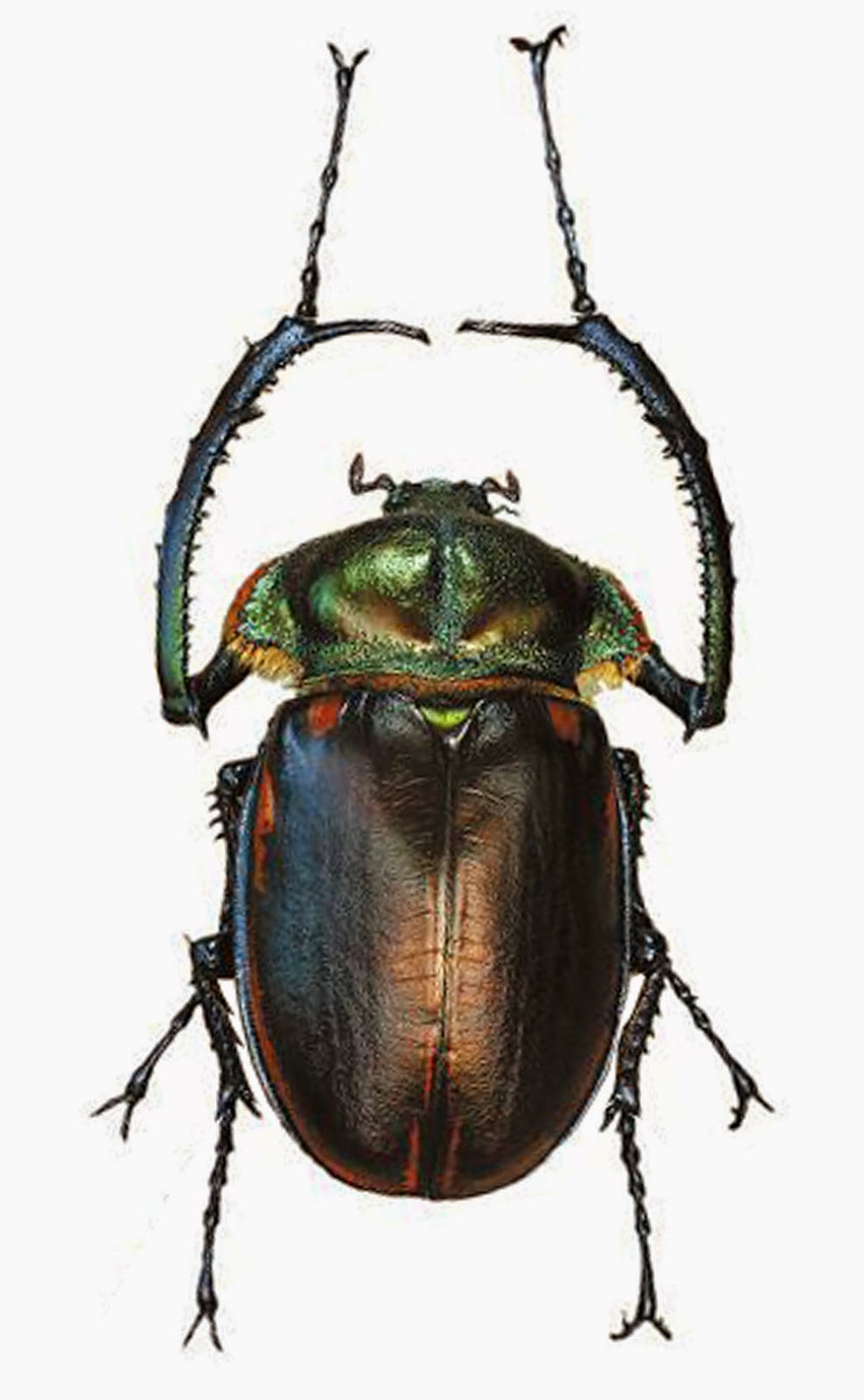 Vietnam Insect: Cheirotonus, Long arm beetles from Vietnam