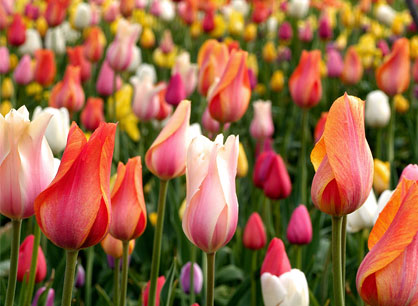 Spring Wallpapers: Cute Spring Wallpaper