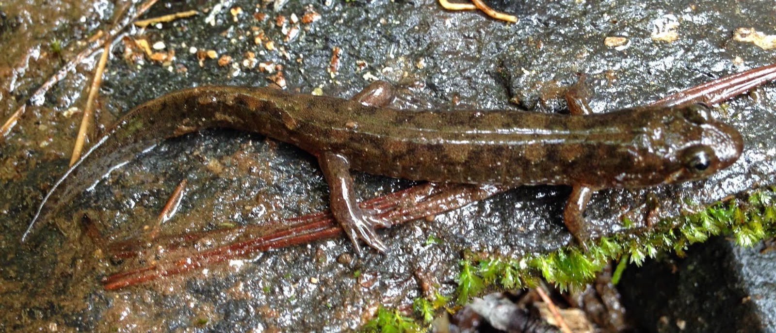Salamanders of the Great Smoky Mountains