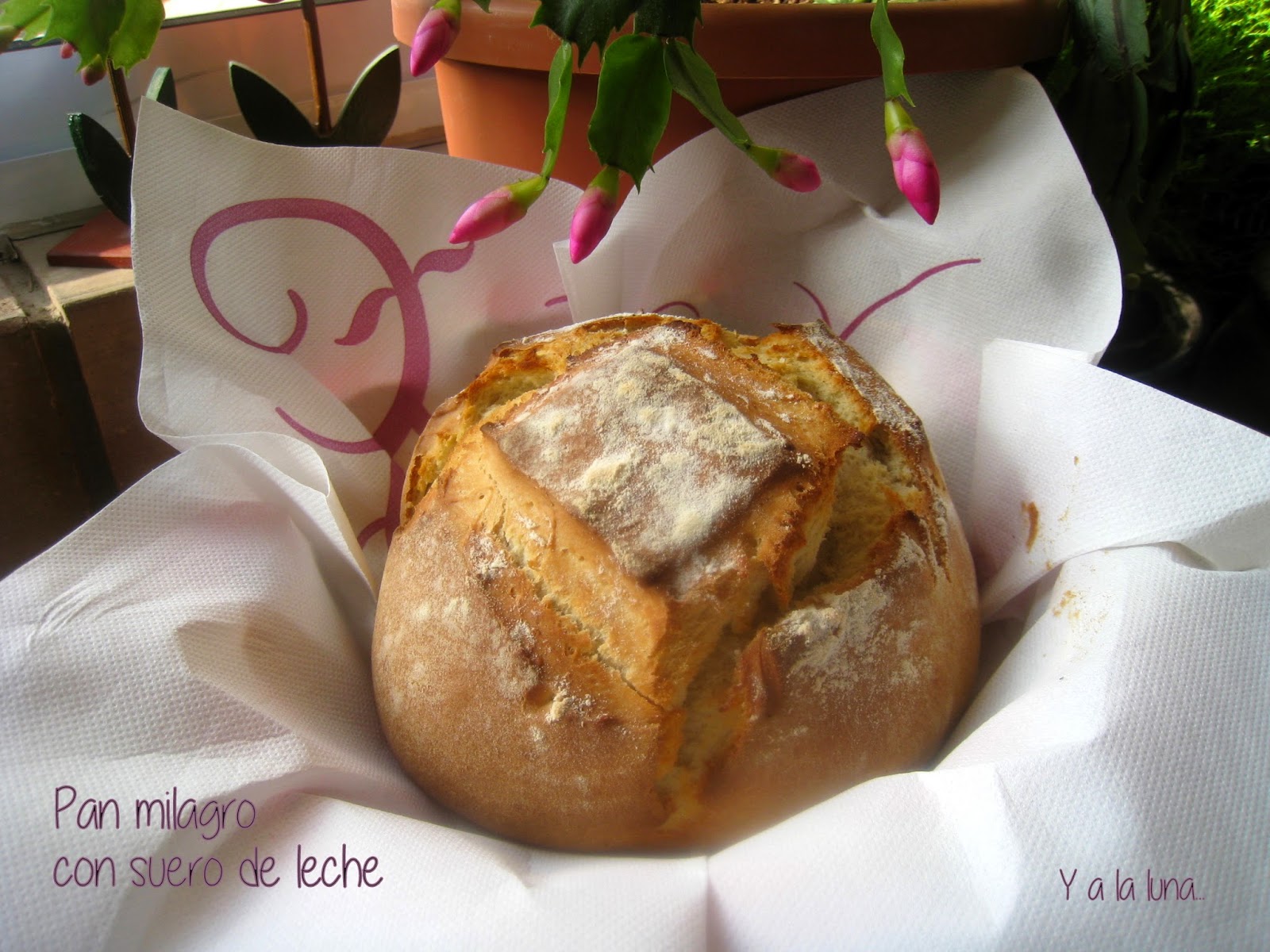 Y a la luna se le ve ve el ombligo...: Pan Milagro con Suero de leche
