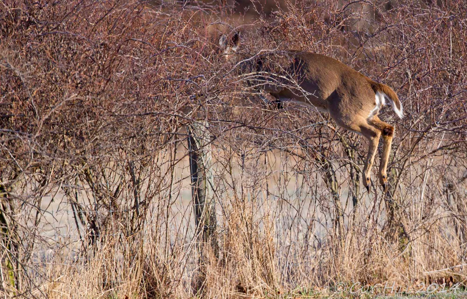 Country Captures: Springtime has Everyone Running and Leaping