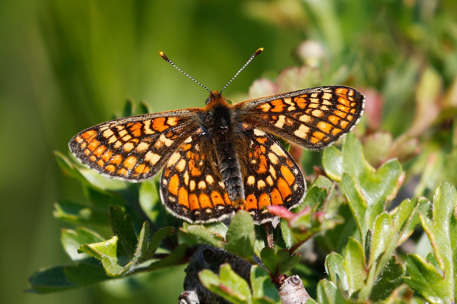 Away From Four Marks: 19th May - Acres Down, New Forest and Martin Down ...