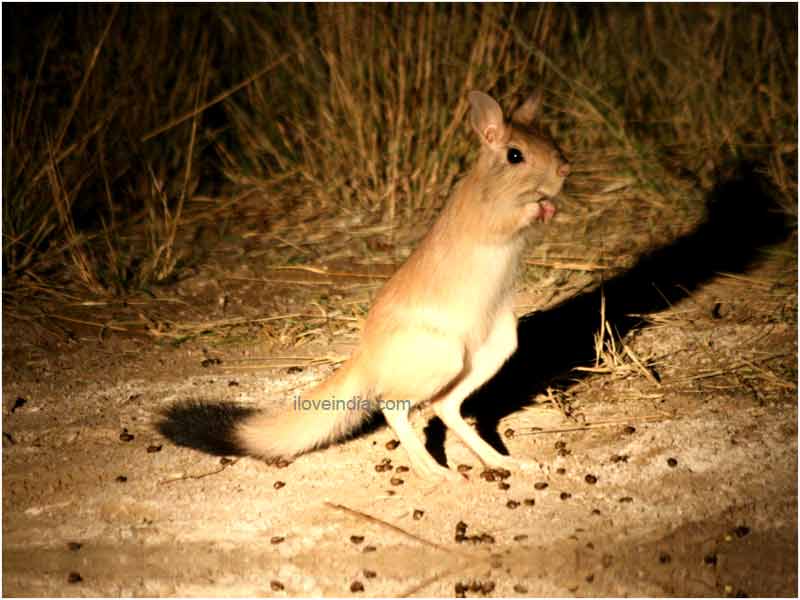 Spring Hare | Fun Animals Wiki, Videos, Pictures, Stories