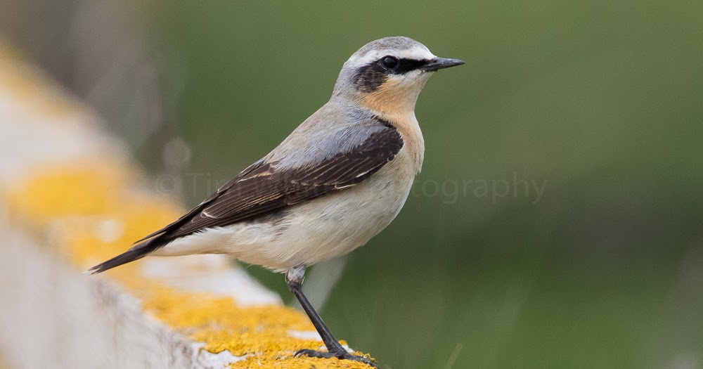 Colyton Wildlife: Whinchat and Wheatear