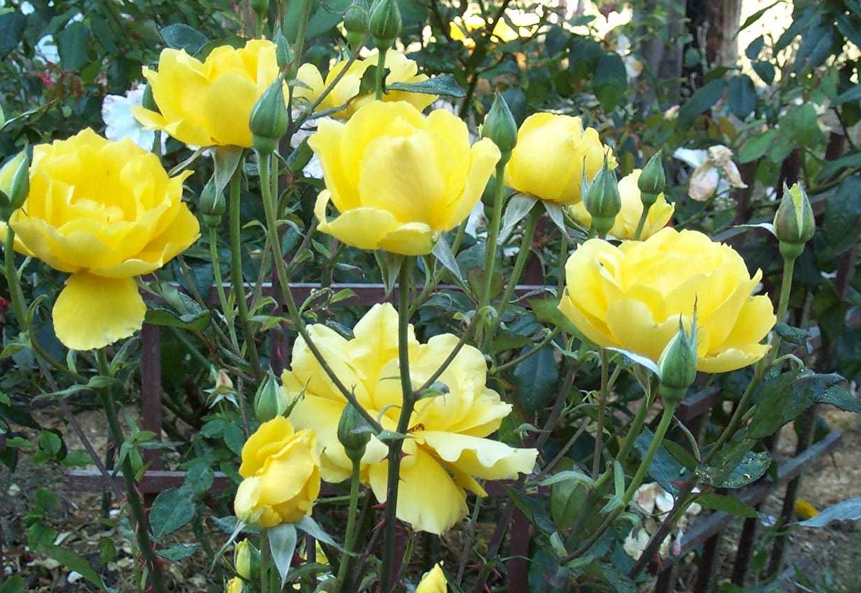 Scene Through My Eyes: Sunlit Sunday - Flower Walk