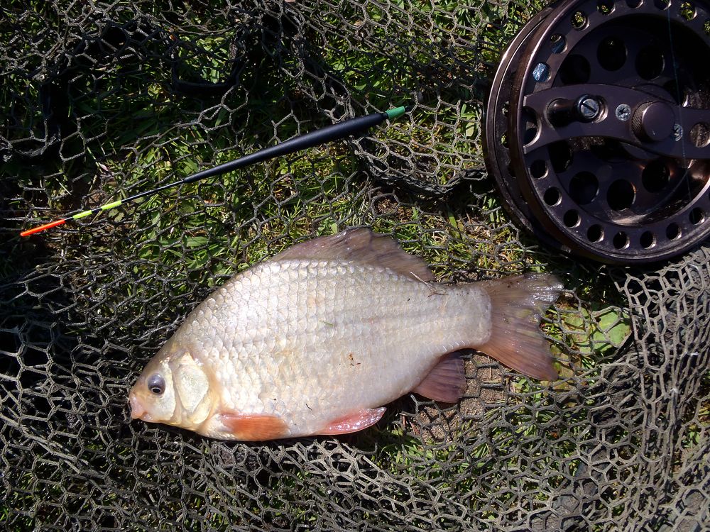 Idler's Quest: Confounded Fish! - Crucian Carp, Carp, Brown Goldfish ...