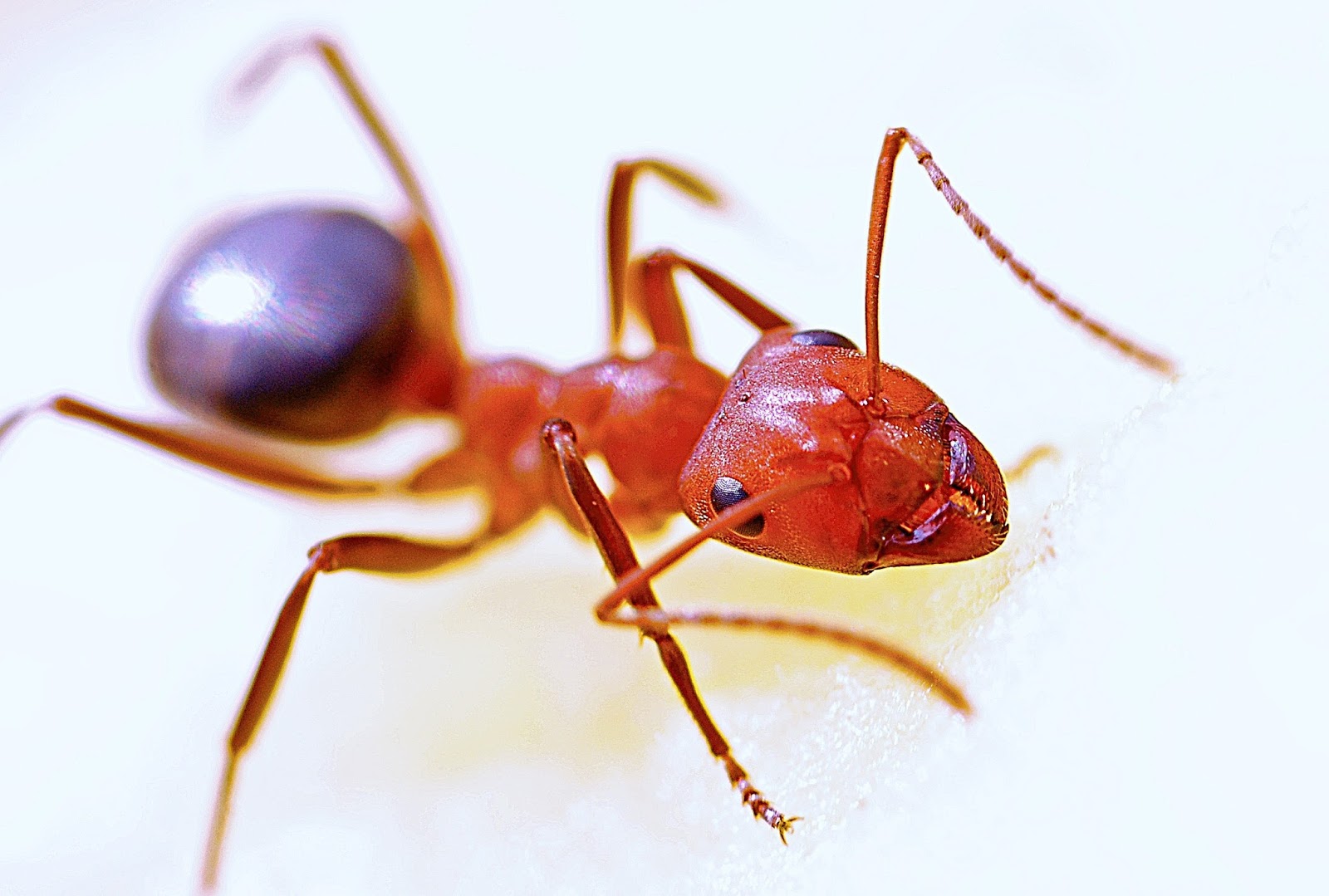 10 interesting facts about ants - factdude