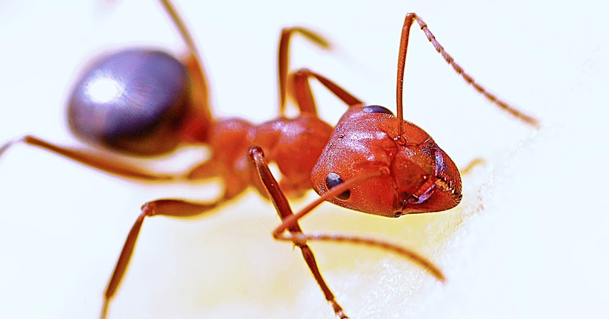 10 interesting facts about ants - factdude