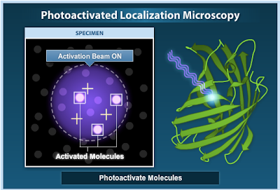 Wise Silence: Photoactivated Localization Microscopy (PALM)