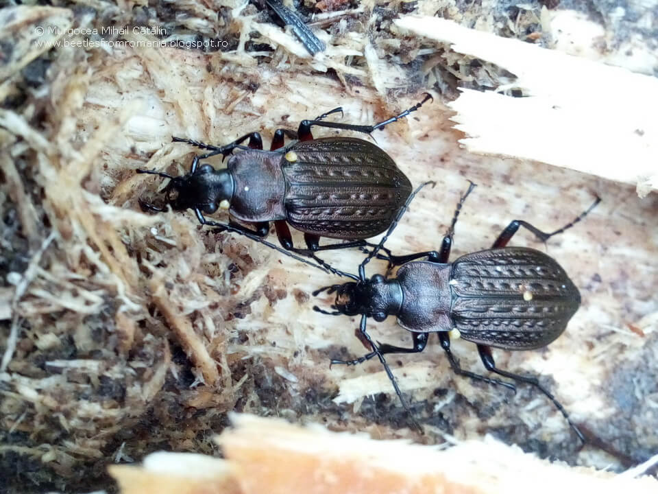 Beetles from Romania: Carabus (Carabus) granulatus
