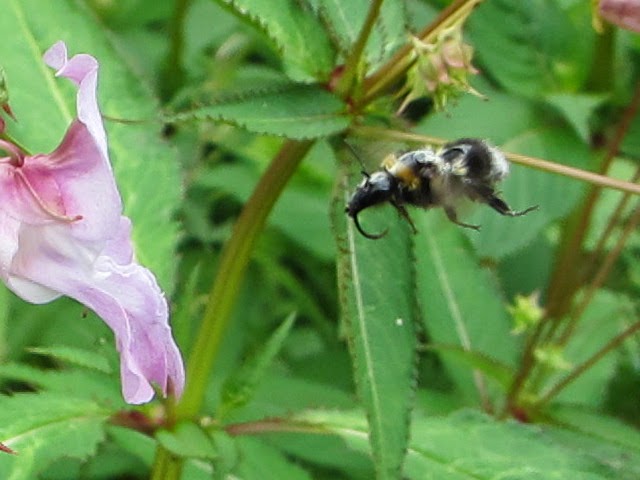 Central and East Lakes Rangers: Touch-Me-Not Balsam and Netted Carpet ...