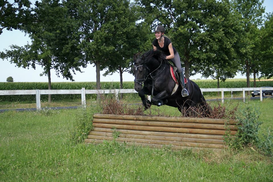 PFERDE & REITEN & TURNIERE : Springen