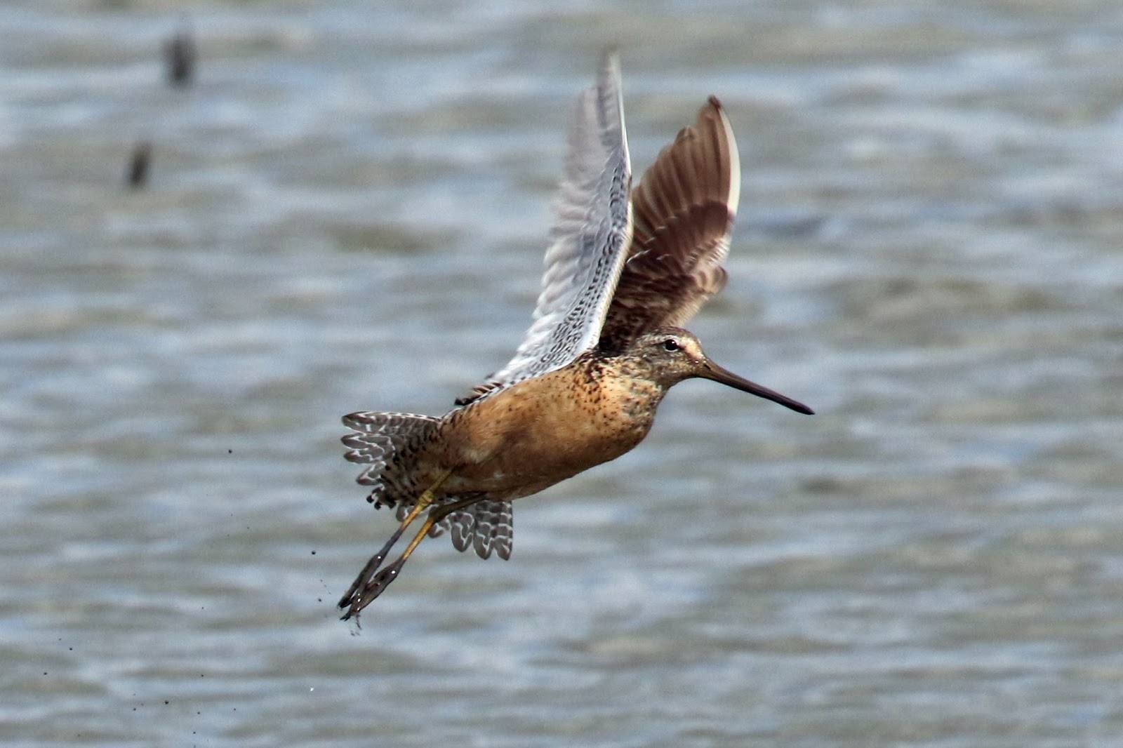 Antshrike's Bird Blog: Hargill area shorebirds, 8/19/15