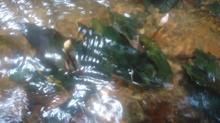 Achtung! My Bucephalandra Page: Buce. sp "Blue Centipede" Borneo