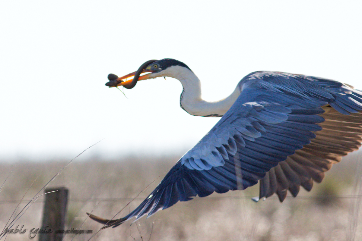 mis fotos de aves: Ardea cocoi Garza Mora Cocoi Heron