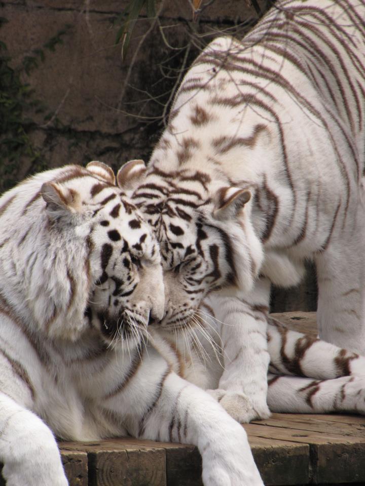 Animals Help Heal: Remembering "Rex"