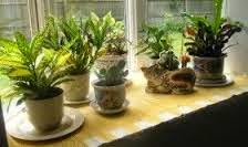 Posgrado2: Las plantas según la necesidad de luz