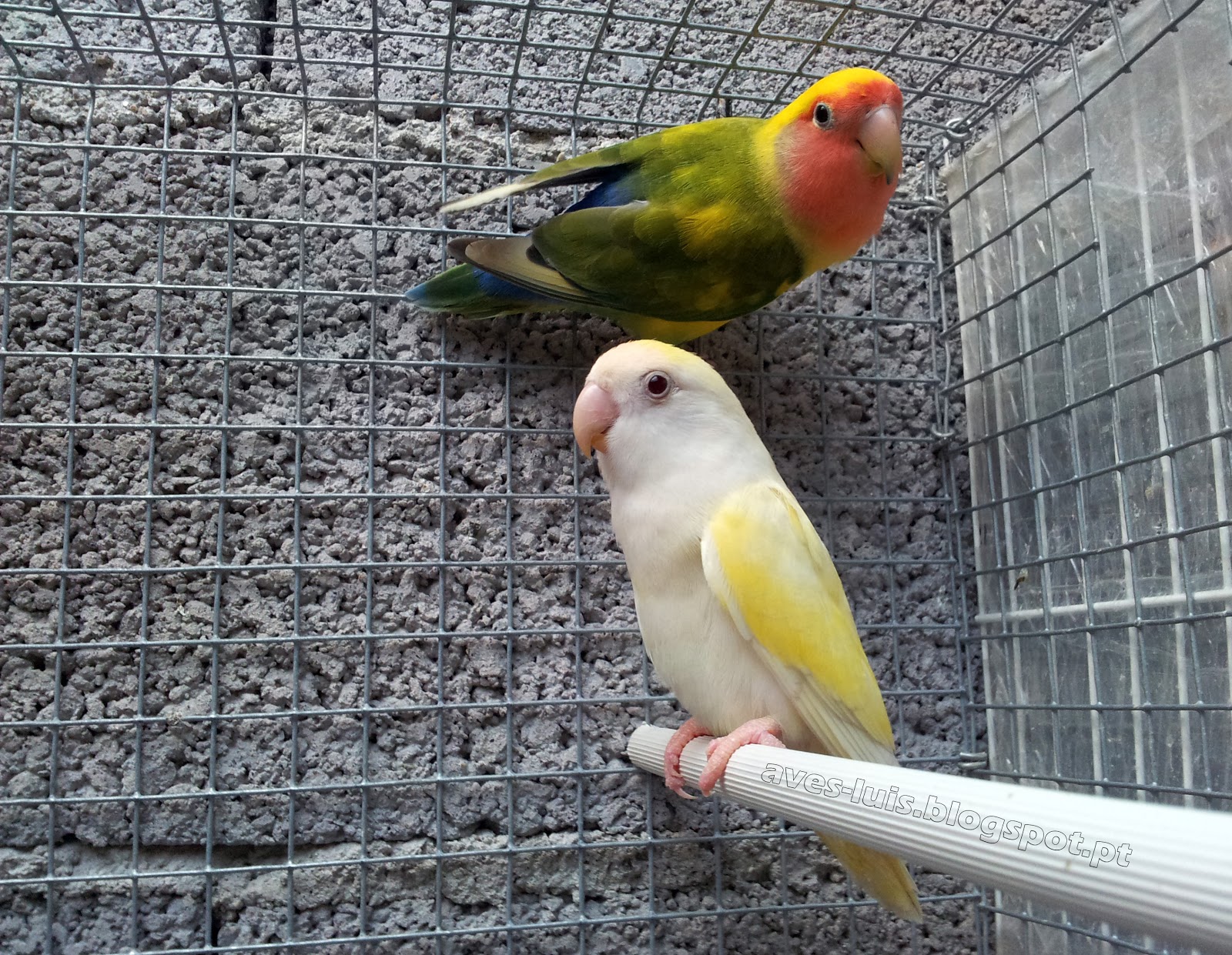 AvesLuis: Agapornis Roseicollis