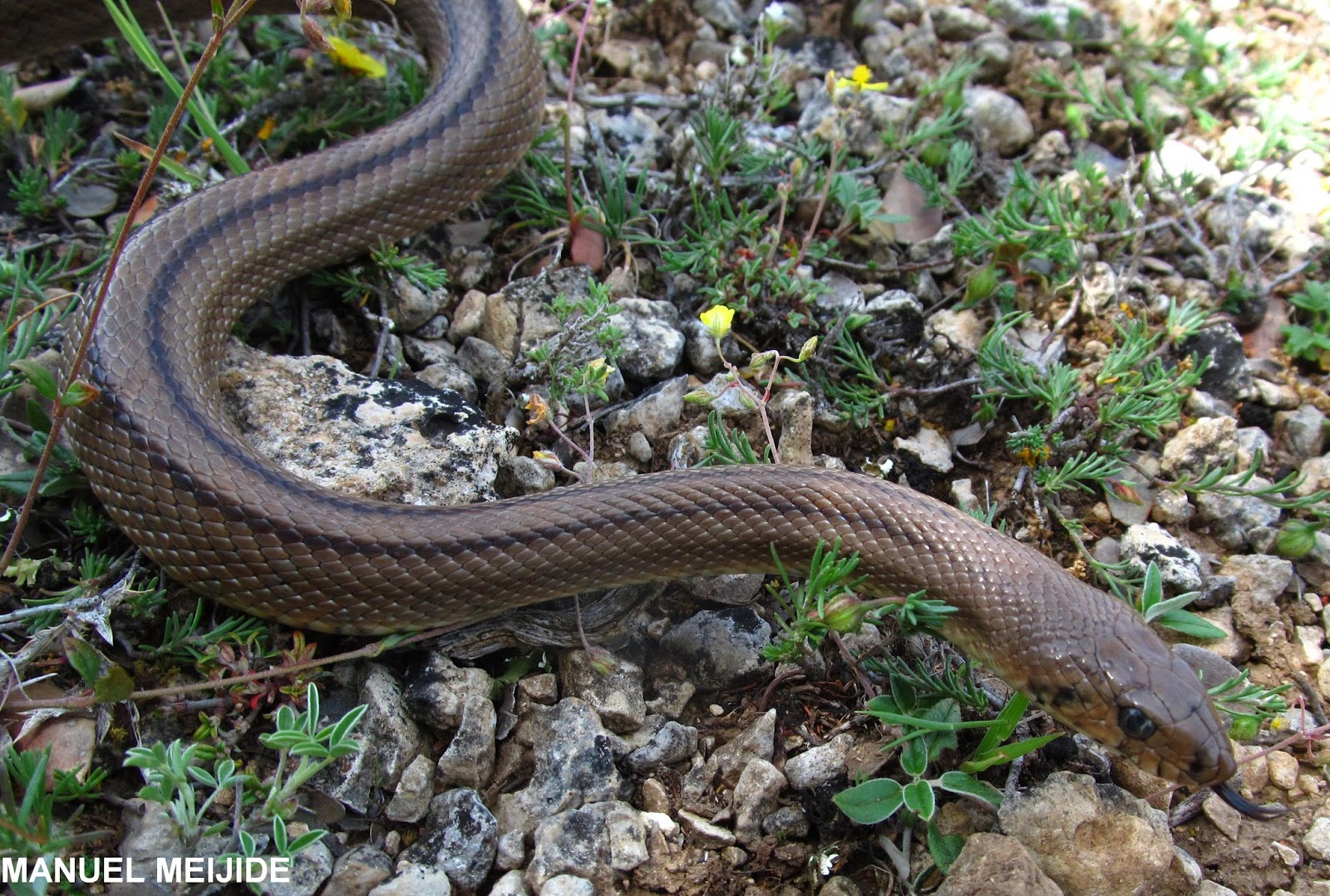 El Artesano Numantino: CULEBRA DE ESCALERA, una ratonera sin igual.