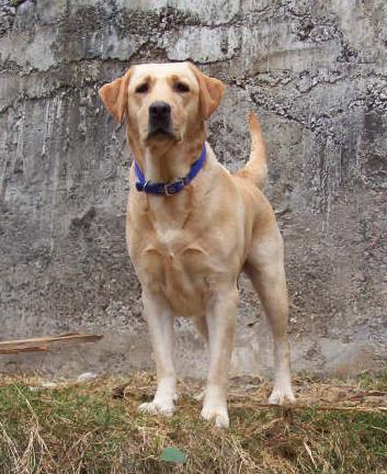 Most Beautiful Mixed Breed Dogs: Top 7 Yellow Labrador Retriever