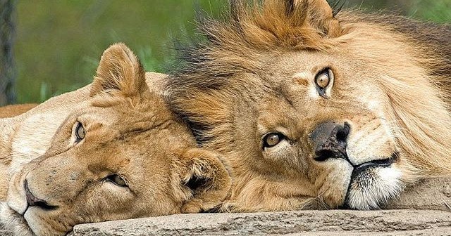 Você não sabia que...: Qual animal copula mais vezes? Descubra