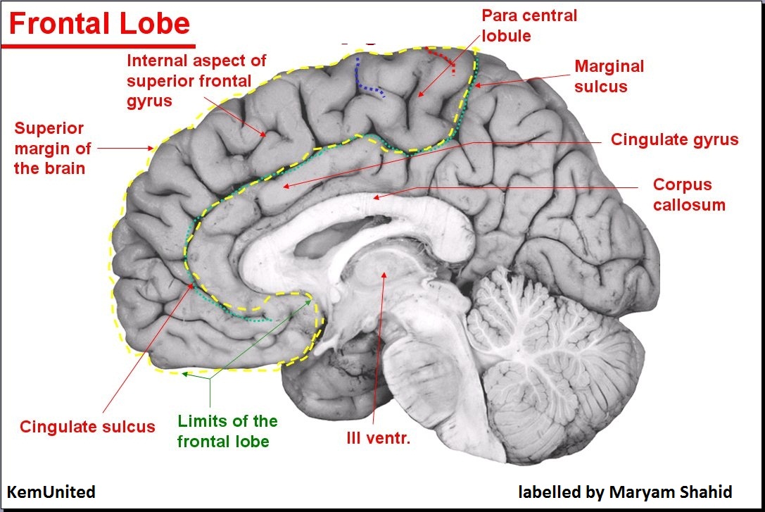 Neuroanatomy Models Labelled