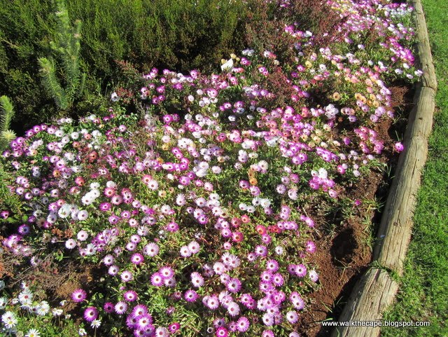 Walking the Cape: Kirstenbosch: Pretty Vygies