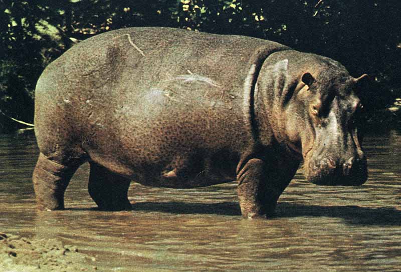 Descrizione: Ippopotamo • Scuolissima.com