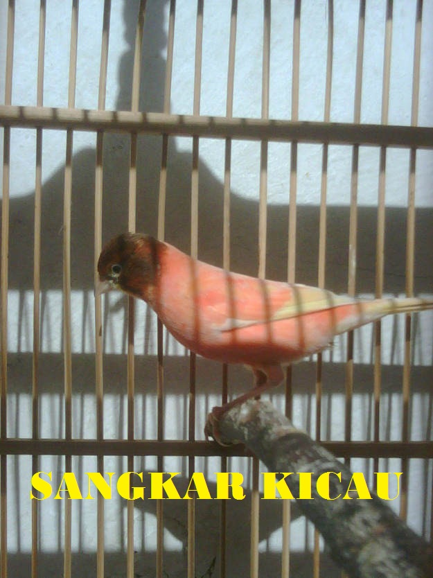 Wisata Kicau Bird Farm: Jenis Kenari